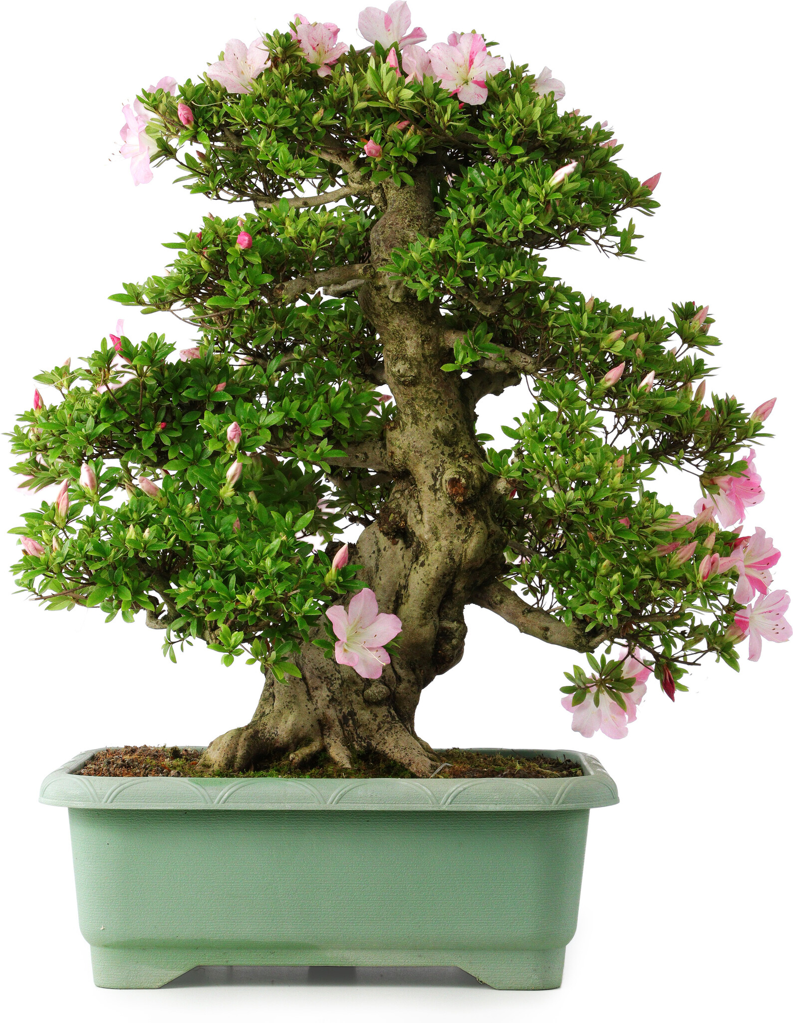 Rhododendron indicum, 67 cm, ± 30 ans, avec un nebari de 18 cm - Bonsai ...
