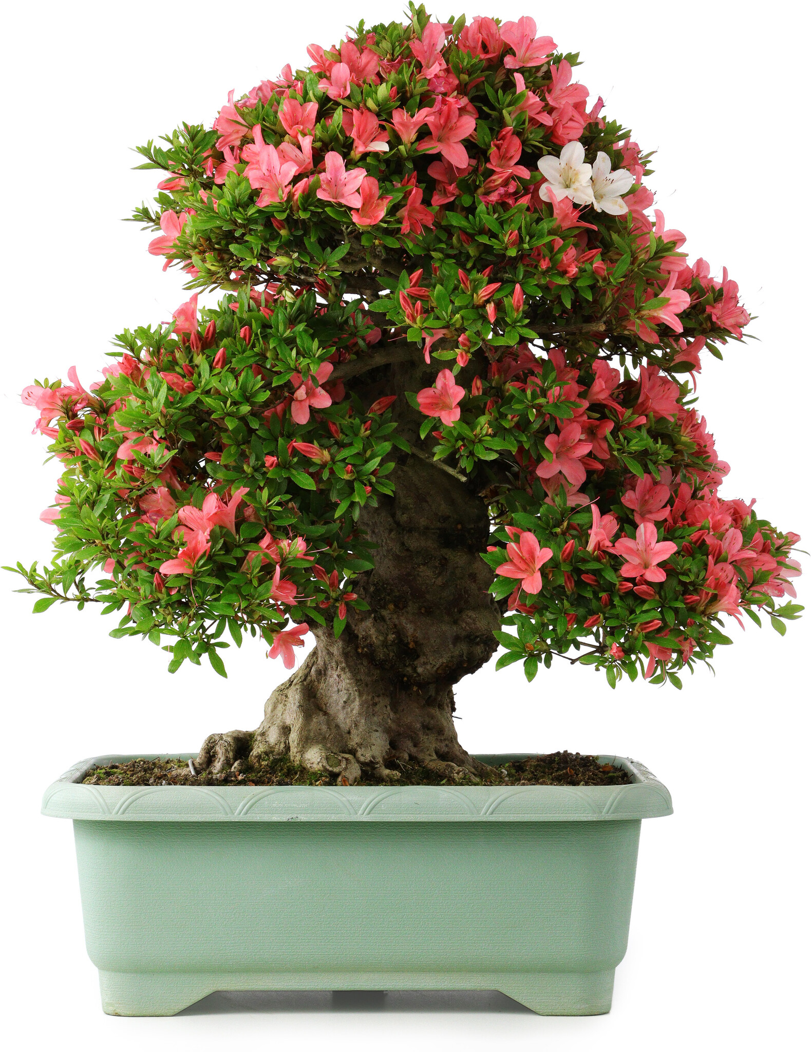 Rhododendron indicum, 62 cm, ± 30 años, con un nebari de 16,5 cm ...