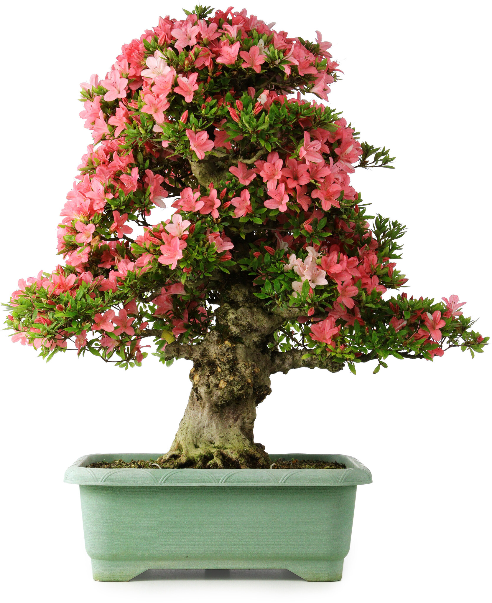 Rhododendron indicum, 78 cm, ± 30 ans, avec un nebari de 15 cm - Bonsai ...