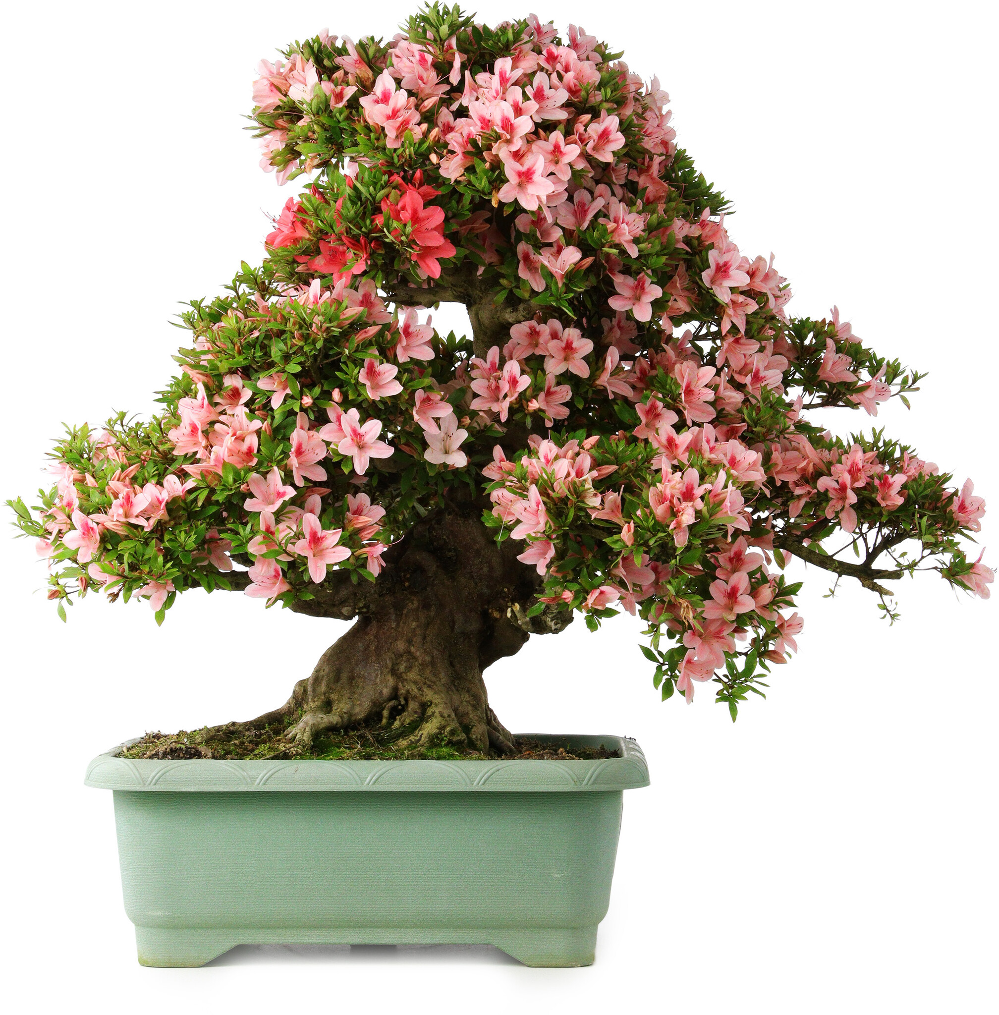 Rhododendron indicum, 69 cm, ± 30 ans, avec un nebari de 21 cm - Bonsai ...