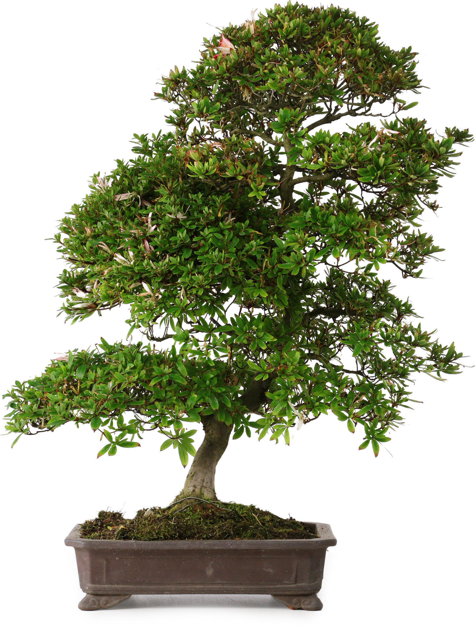 Rhododendron indicum, 65 cm, ± 25 años, con un nebari de 12 cm - Bonsai ...