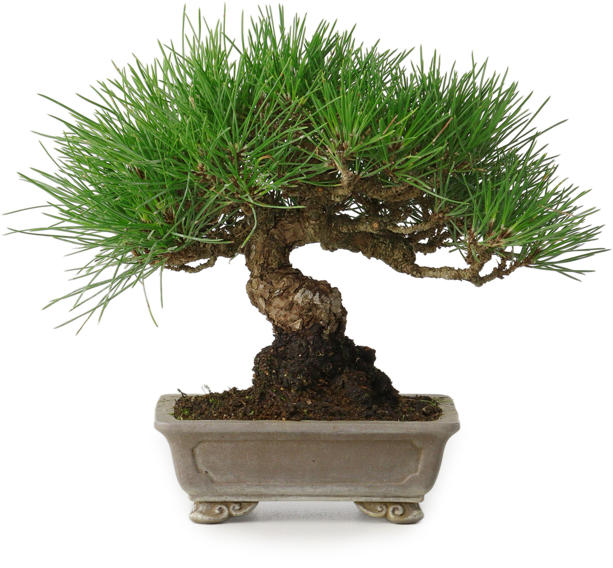 Pinus thunbergii, 17 cm, ± 30 years old, with a nebari of 6 cm - Bonsai ...
