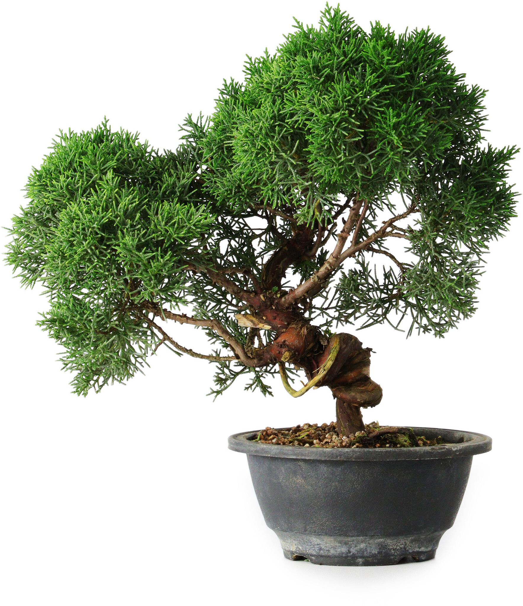 Juniperus chinensis, 23 cm, ± 12 years old - Bonsai Plaza