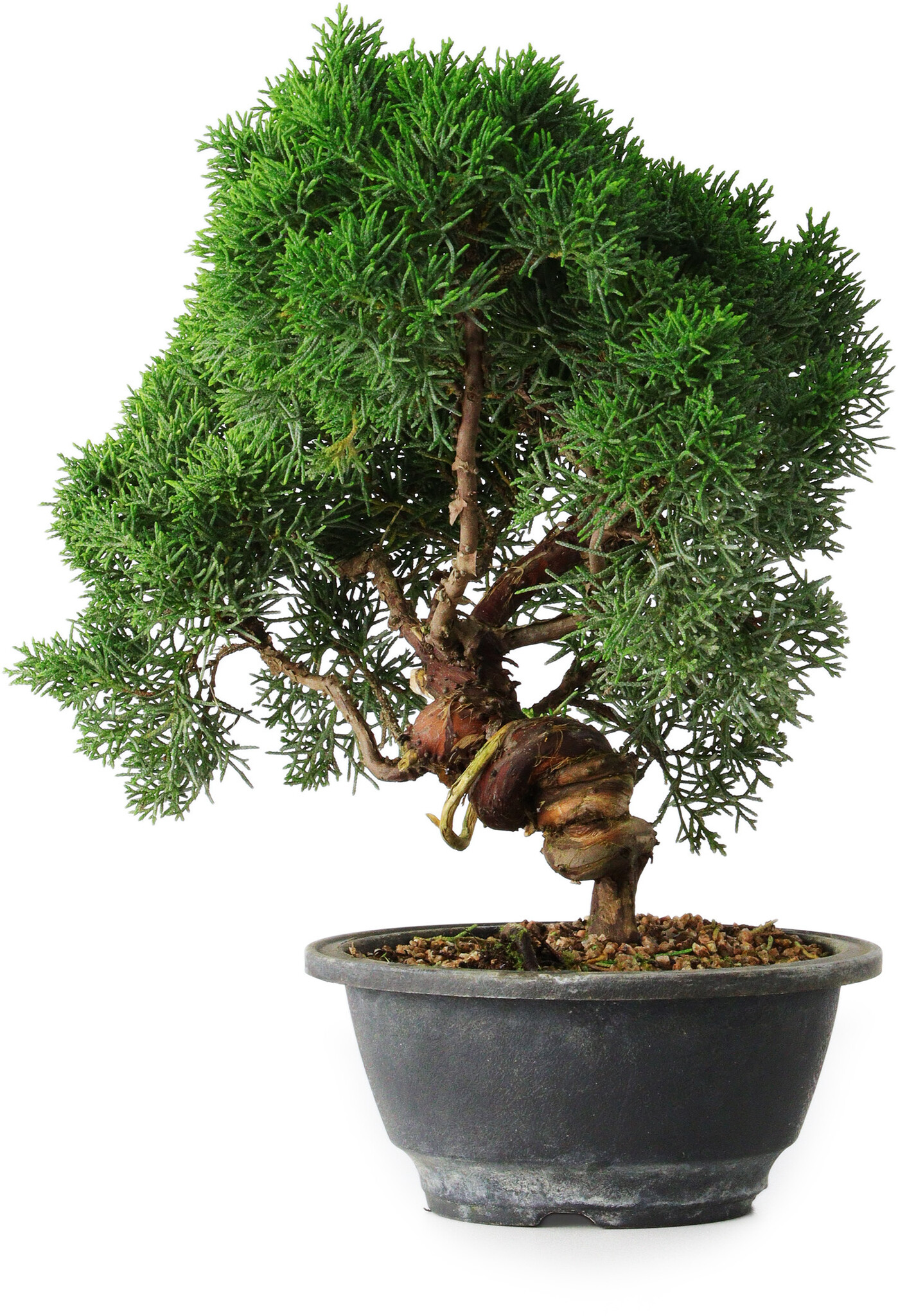 Juniperus chinensis, 23 cm, ± 12 anni - Bonsai Plaza