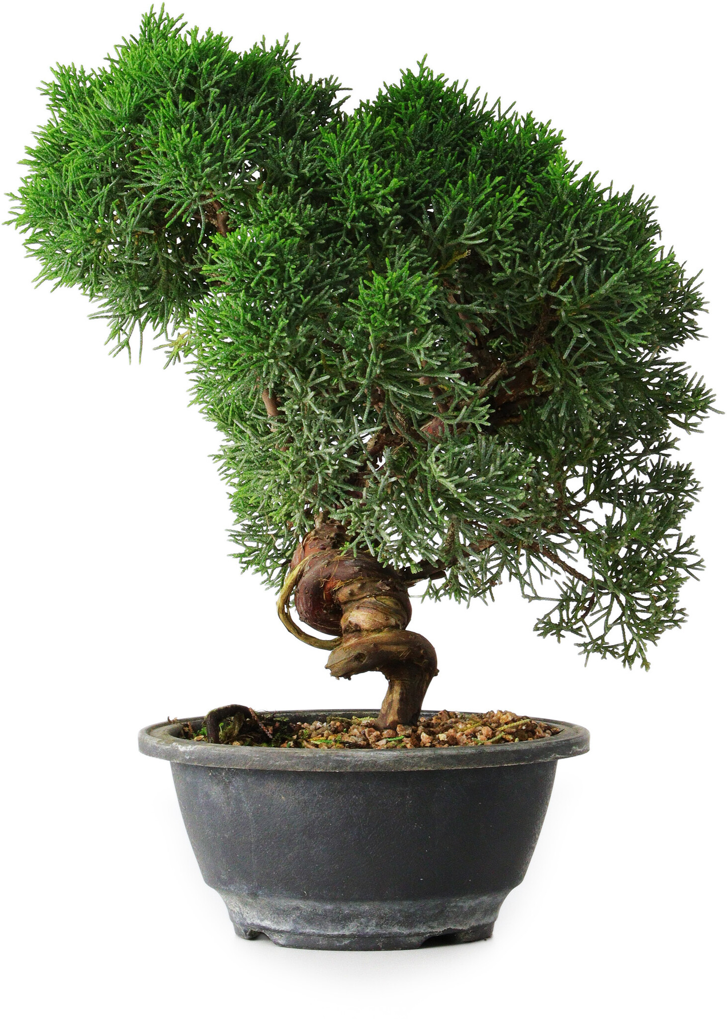 Juniperus chinensis, 23 cm, ± 12 anni - Bonsai Plaza