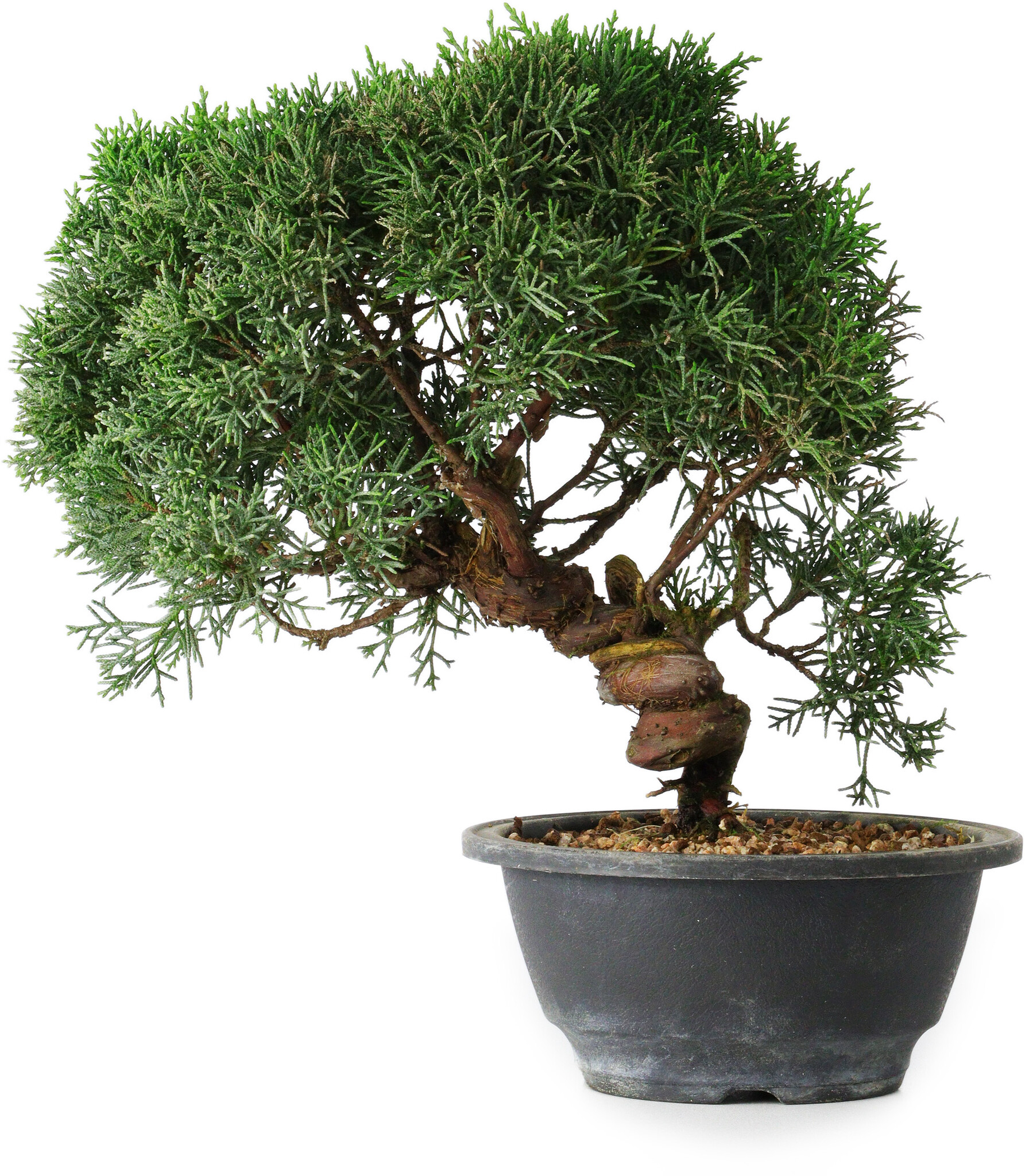Juniperus chinensis, 23 cm, ± 12 years old - Bonsai Plaza