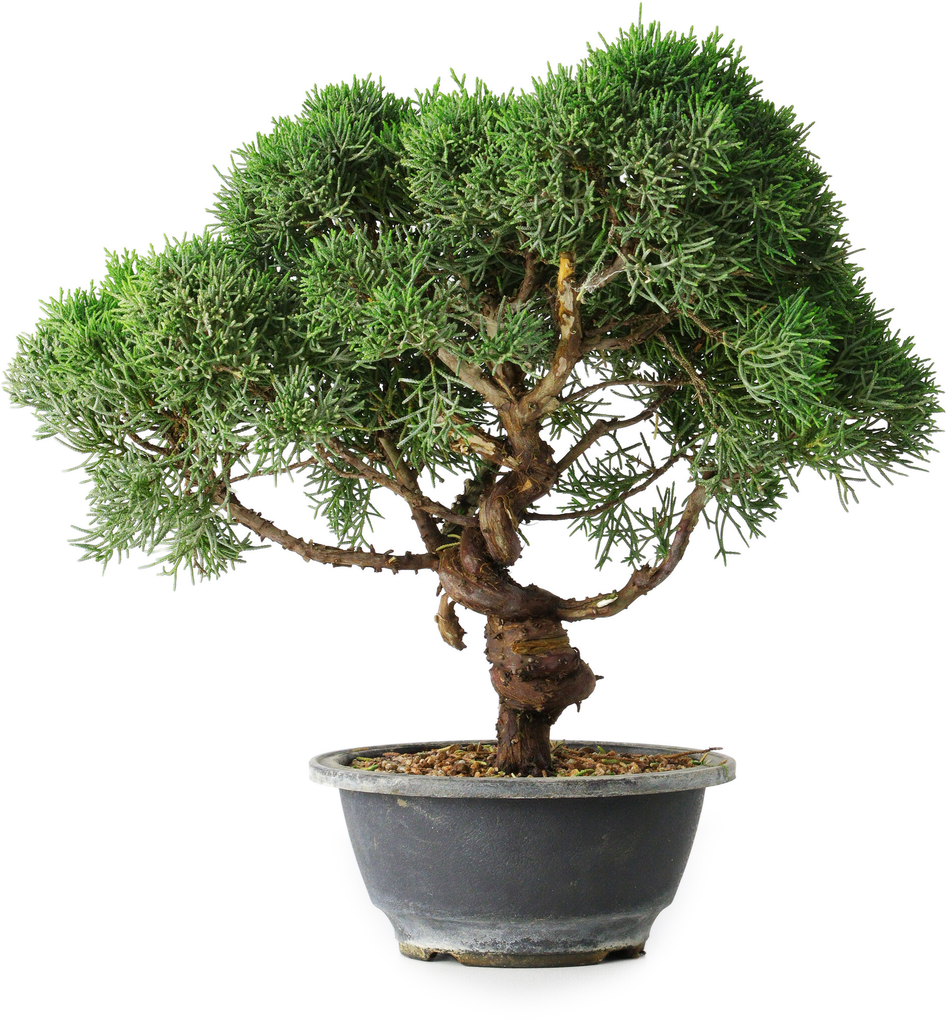 Juniperus chinensis, 23 cm, ± 12 years old - Bonsai Plaza