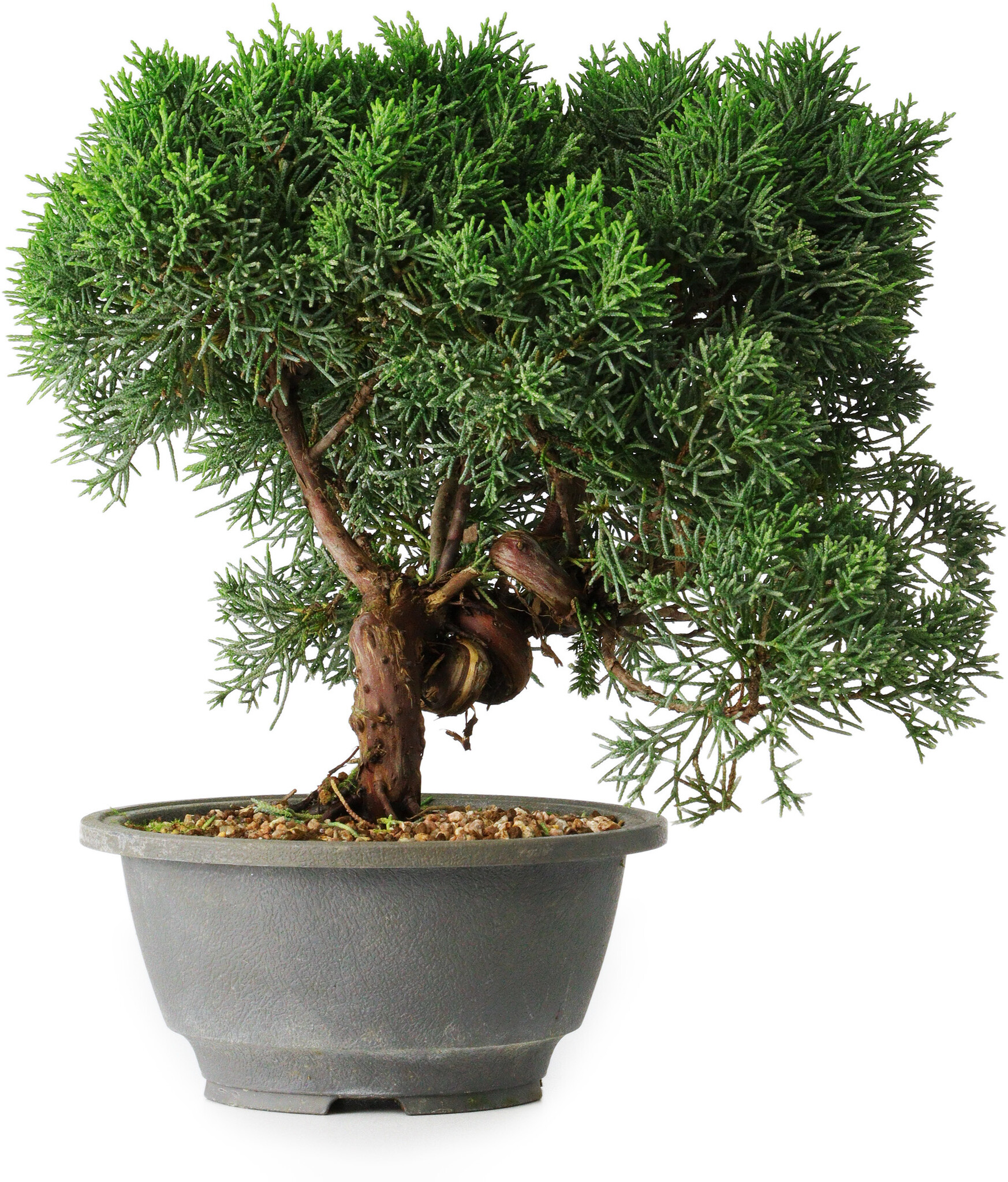 Juniperus chinensis, 23 cm, ± 12 years old - Bonsai Plaza