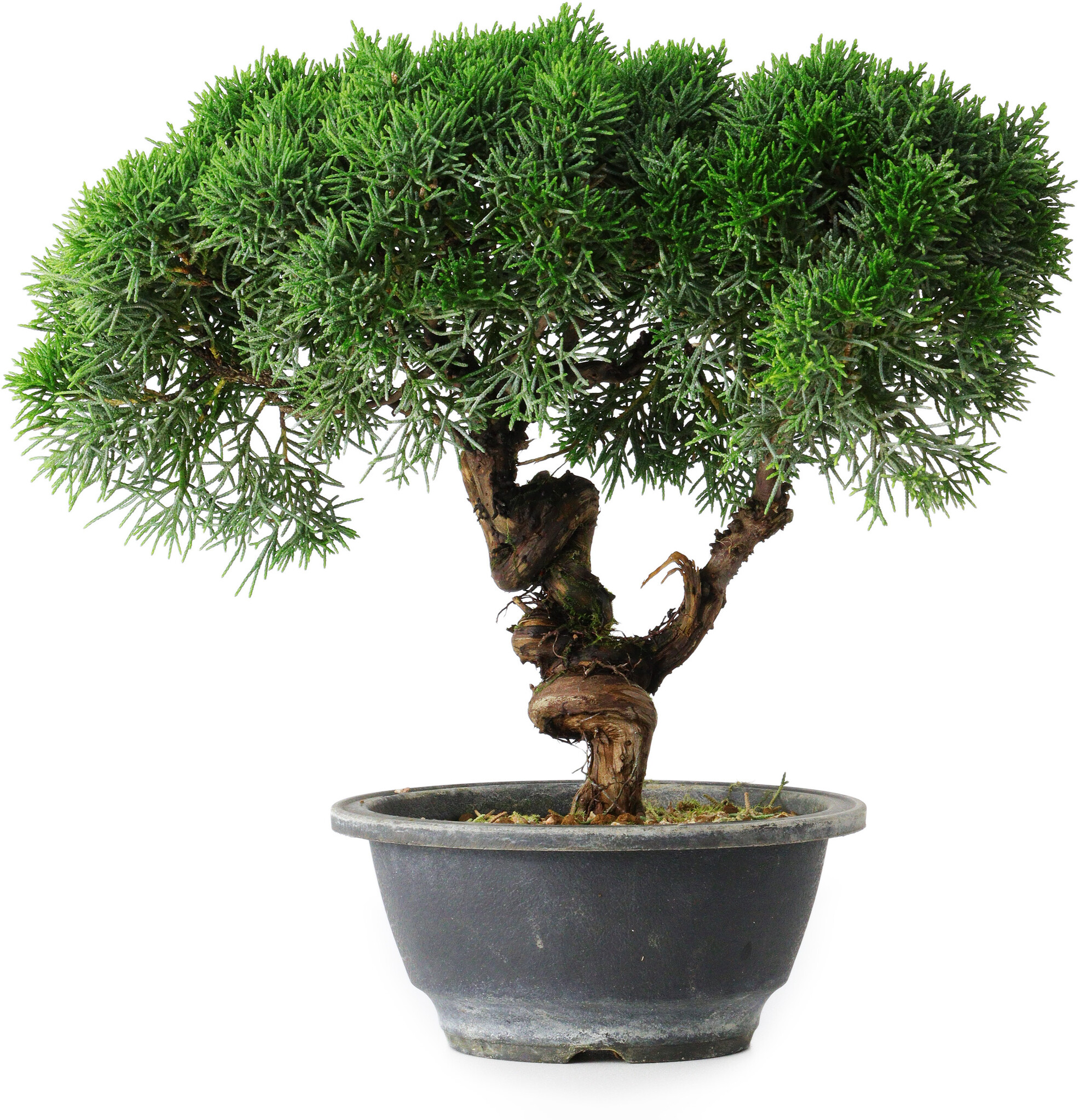 Juniperus chinensis, 23 cm, ± 15 years old - Bonsai Plaza