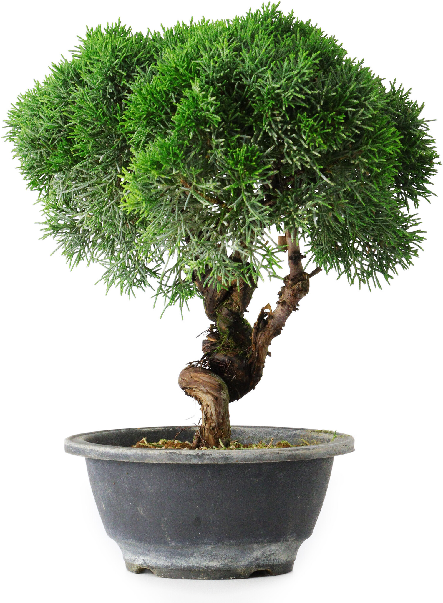Juniperus chinensis, 23 cm, ± 15 years old - Bonsai Plaza