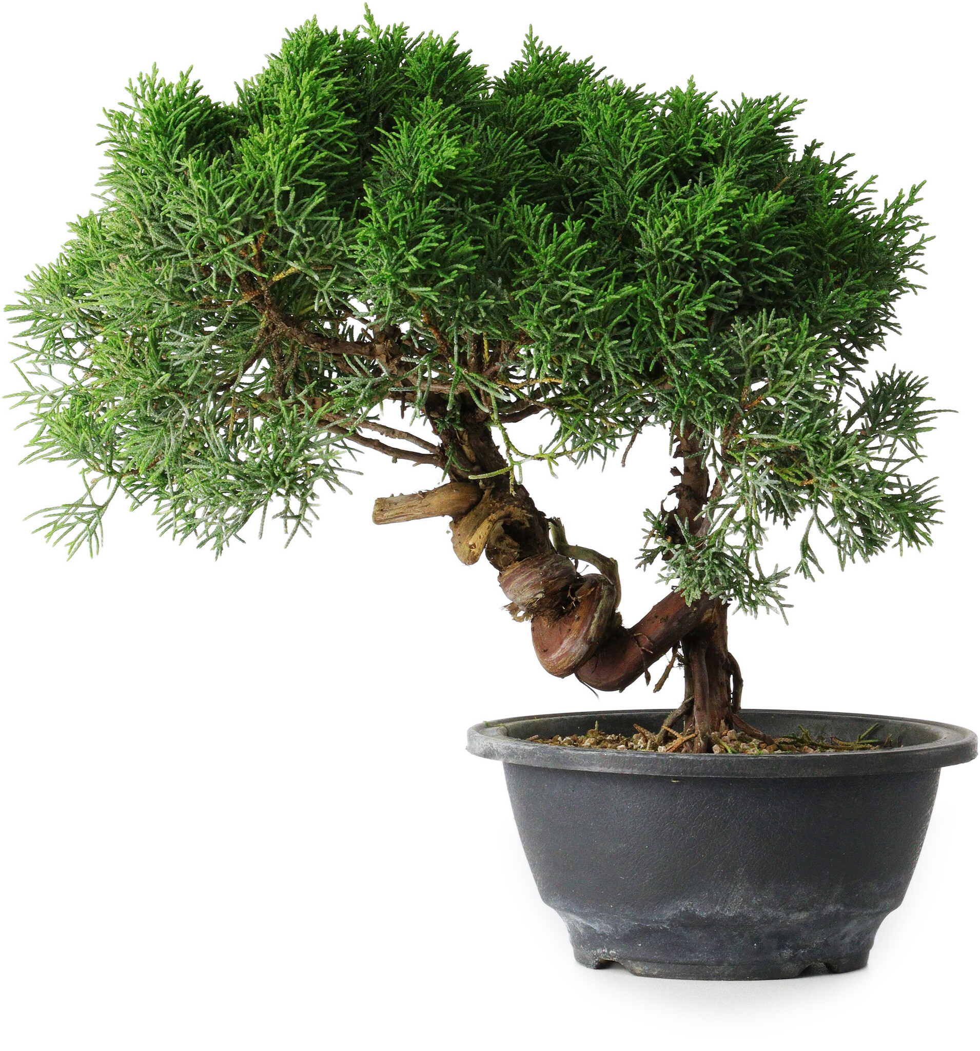 Juniperus chinensis, 23 cm, ± 15 years old - Bonsai Plaza