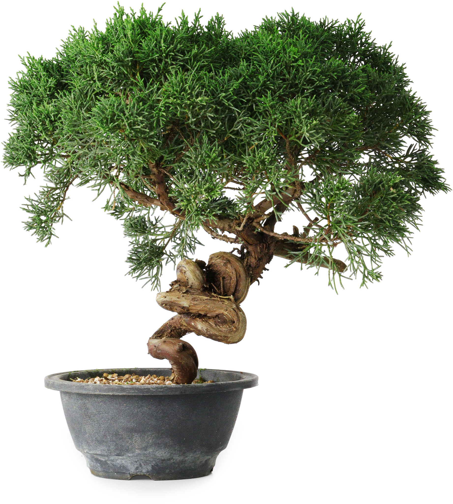 Juniperus chinensis, 23 cm, ± 15 years old - Bonsai Plaza