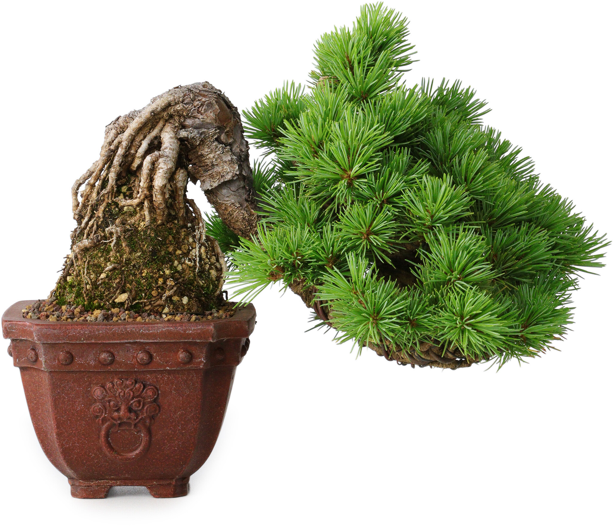 Pinus parviflora, 17 cm, ± 30 years old, in Neagari-style - Bonsai Plaza