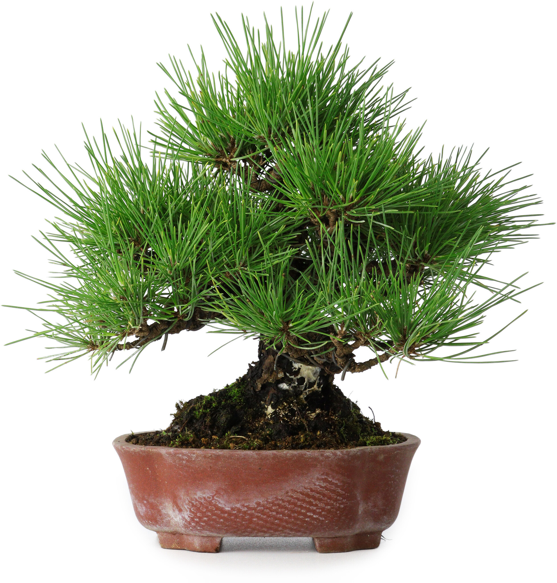 Pinus thunbergii, 23,5 cm, ± 20 ans, dans un pot japonais fait main par ...
