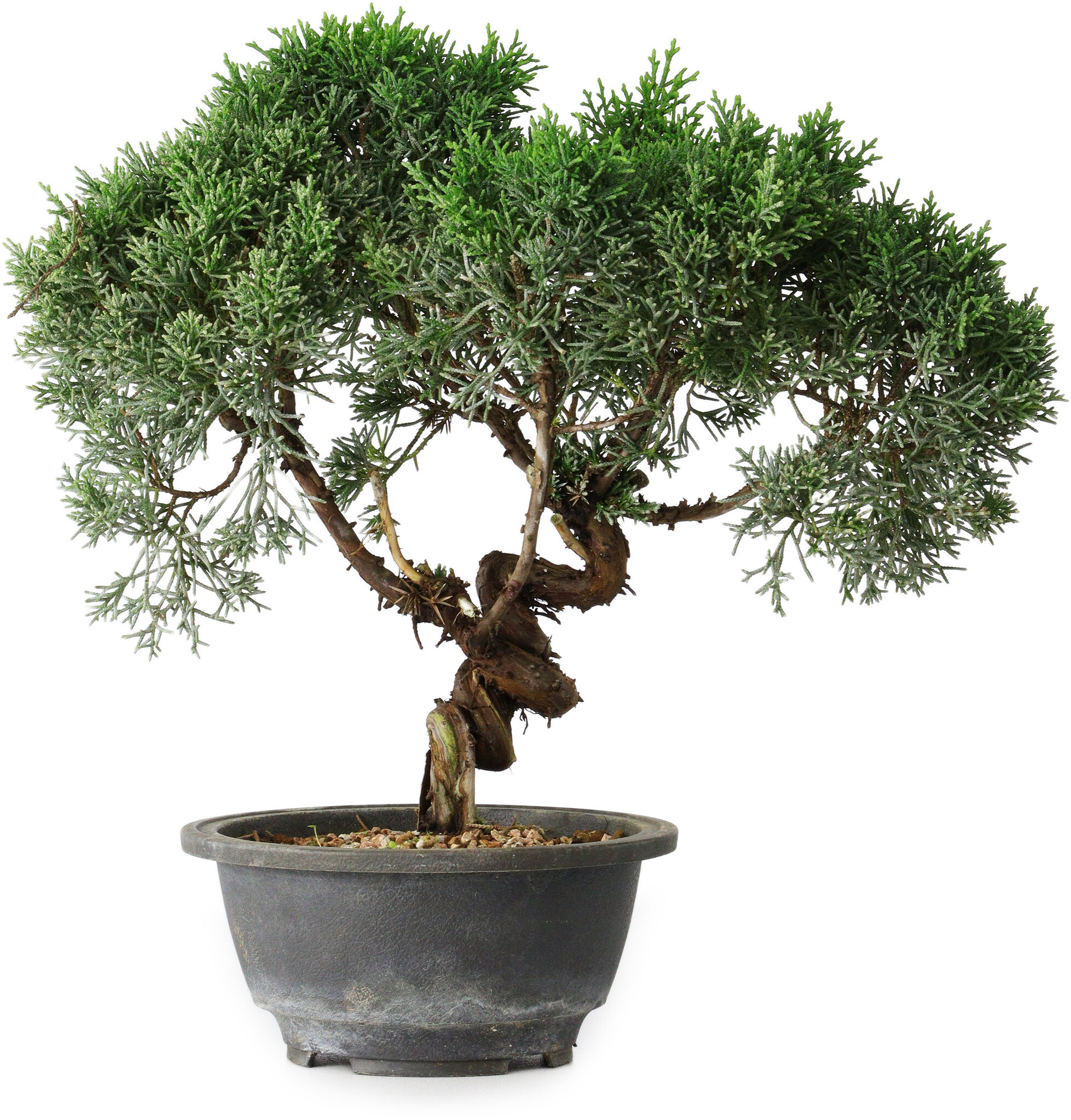Juniperus chinensis, 25 cm, ± 15 years old - Bonsai Plaza