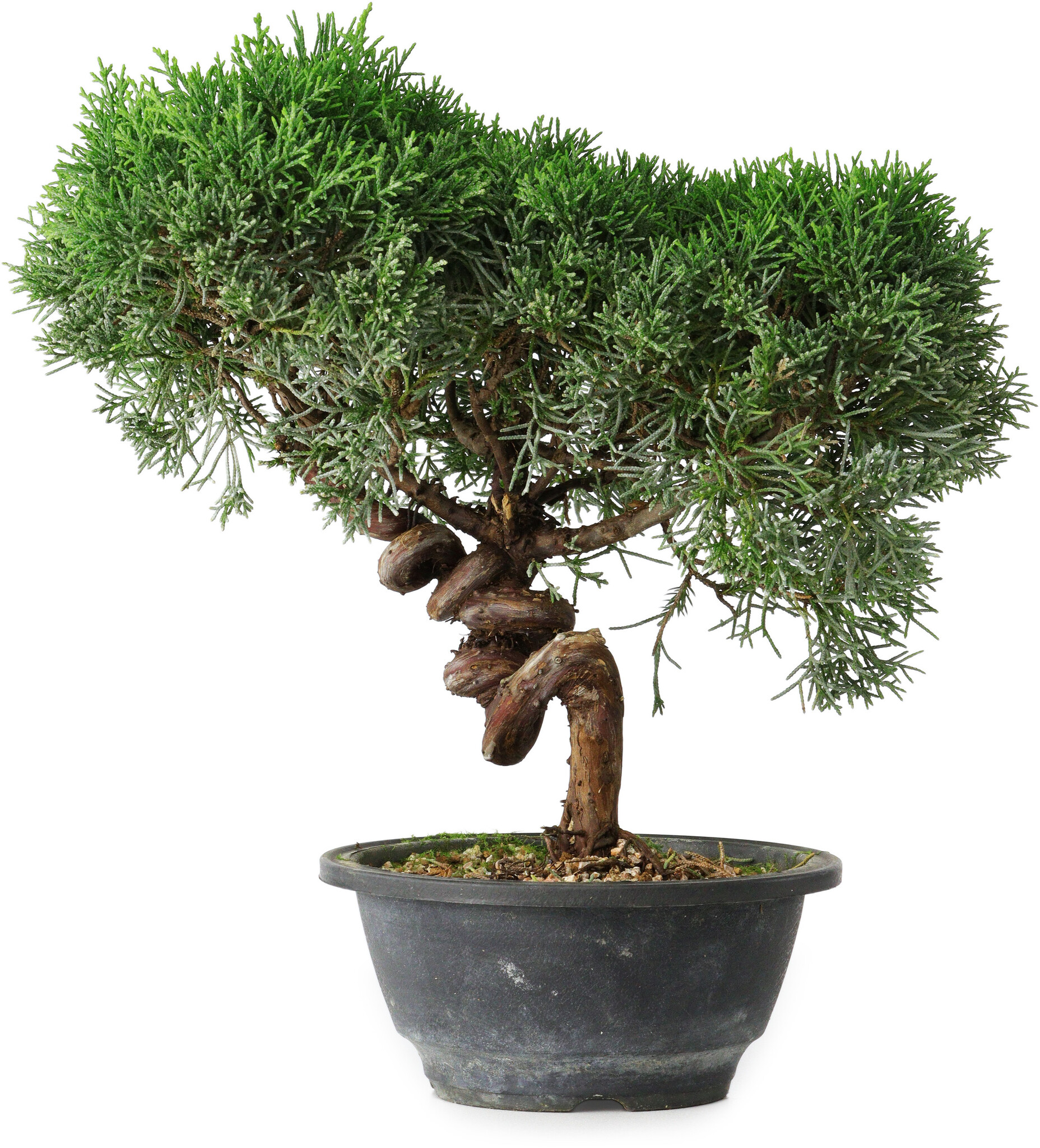 Juniperus chinensis, 26 cm, ± 15 years old - Bonsai Plaza