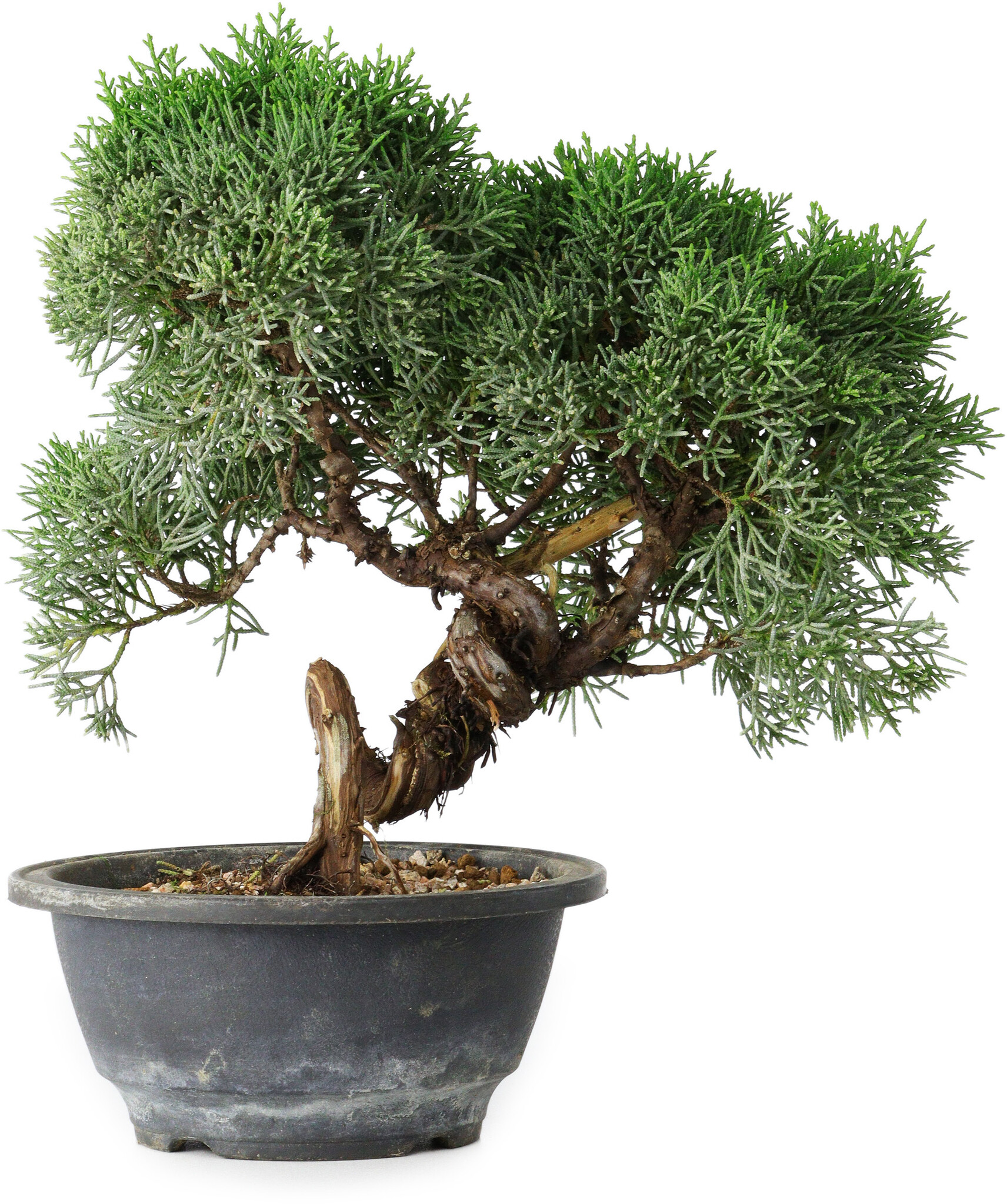 Juniperus chinensis, 23 cm, ± 15 years old - Bonsai Plaza
