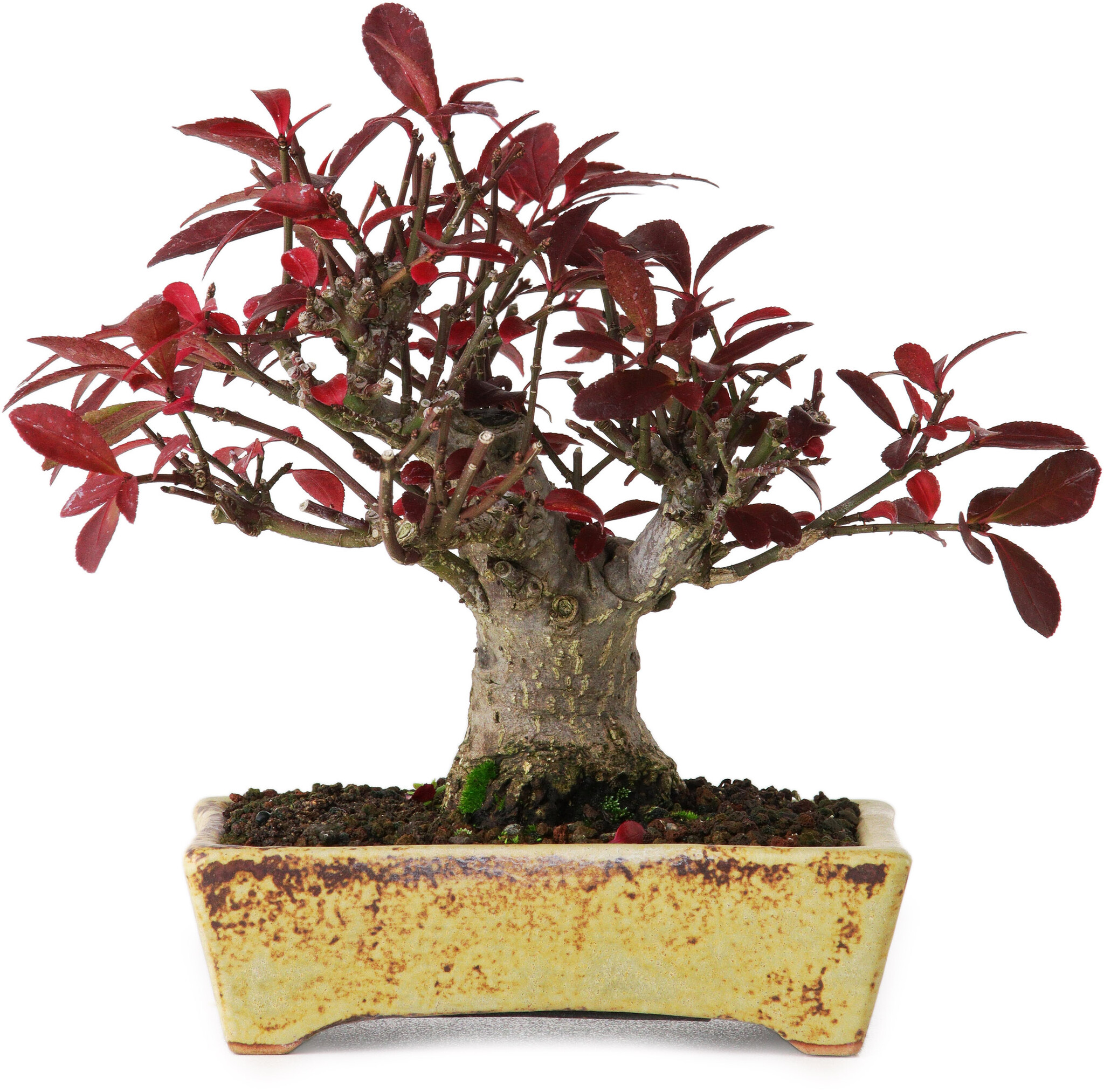 Euonymus alatus, 13 cm, ± 15 anni, fotografato nei colori autunnali (15 ...