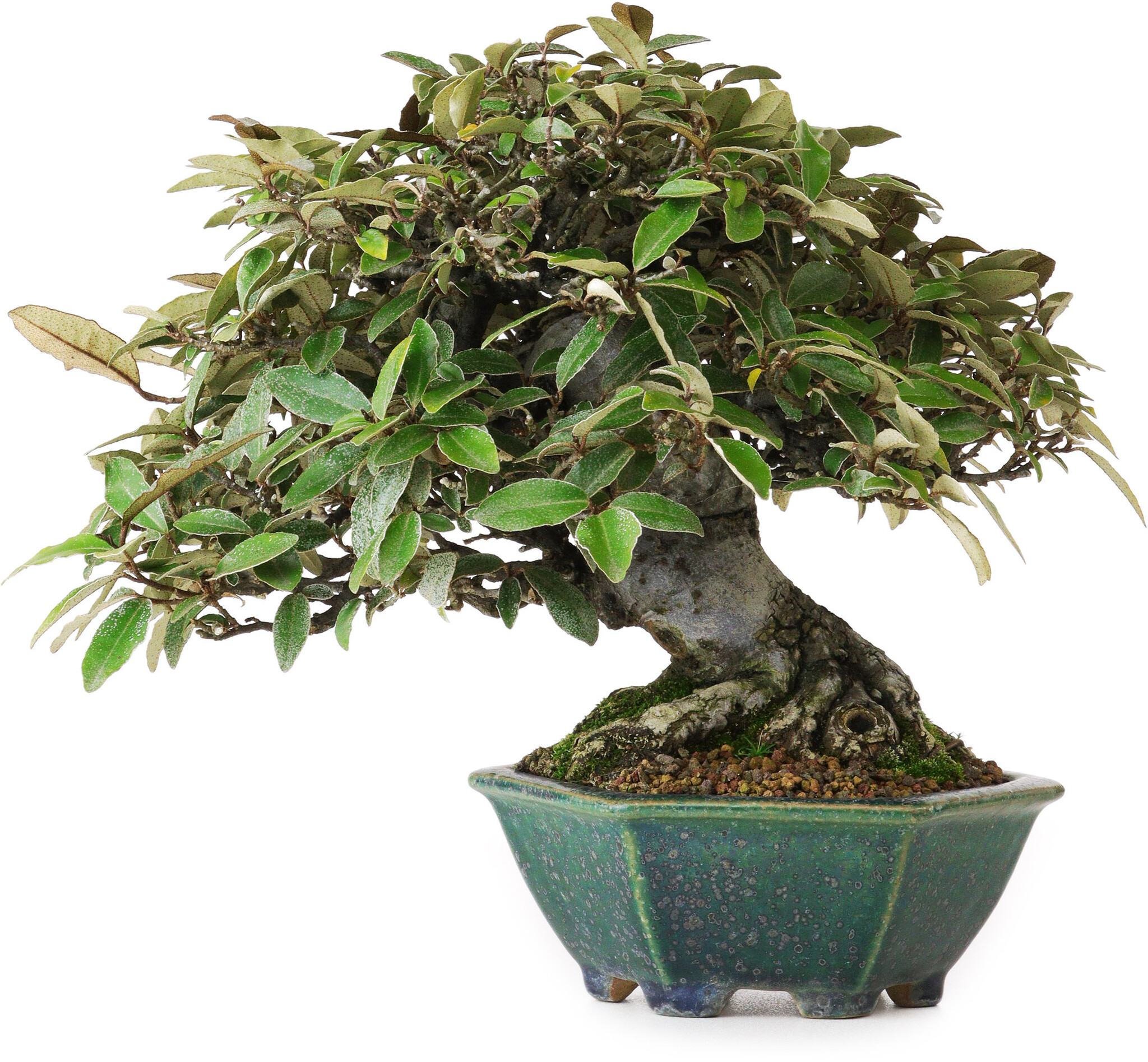 Ölweide (Elaeagnus), 17,5 cm, ca. 25 Jahre alt, aus der Baumschule ...