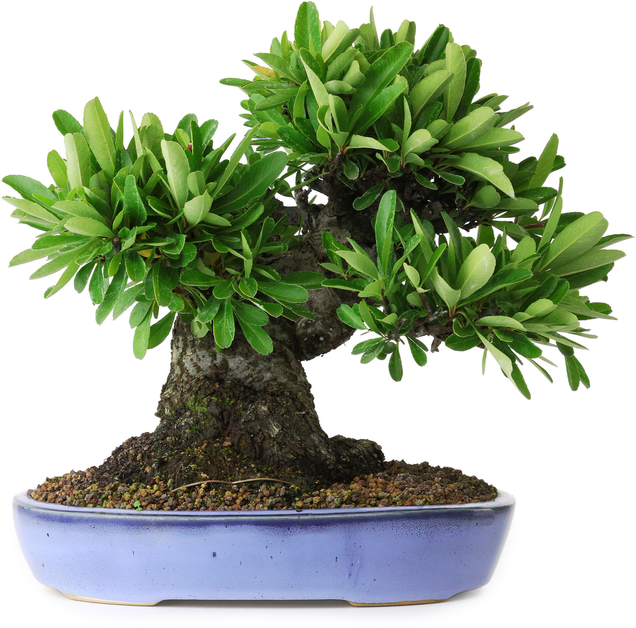 Pyracantha, 21 cm, ± 20 años, con un nebari de 12 cm, fotografiada con ...