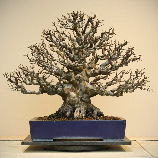 Pseudocydonia sinensis, 60 cm, ± 60 years old, in a handmade pot by ...