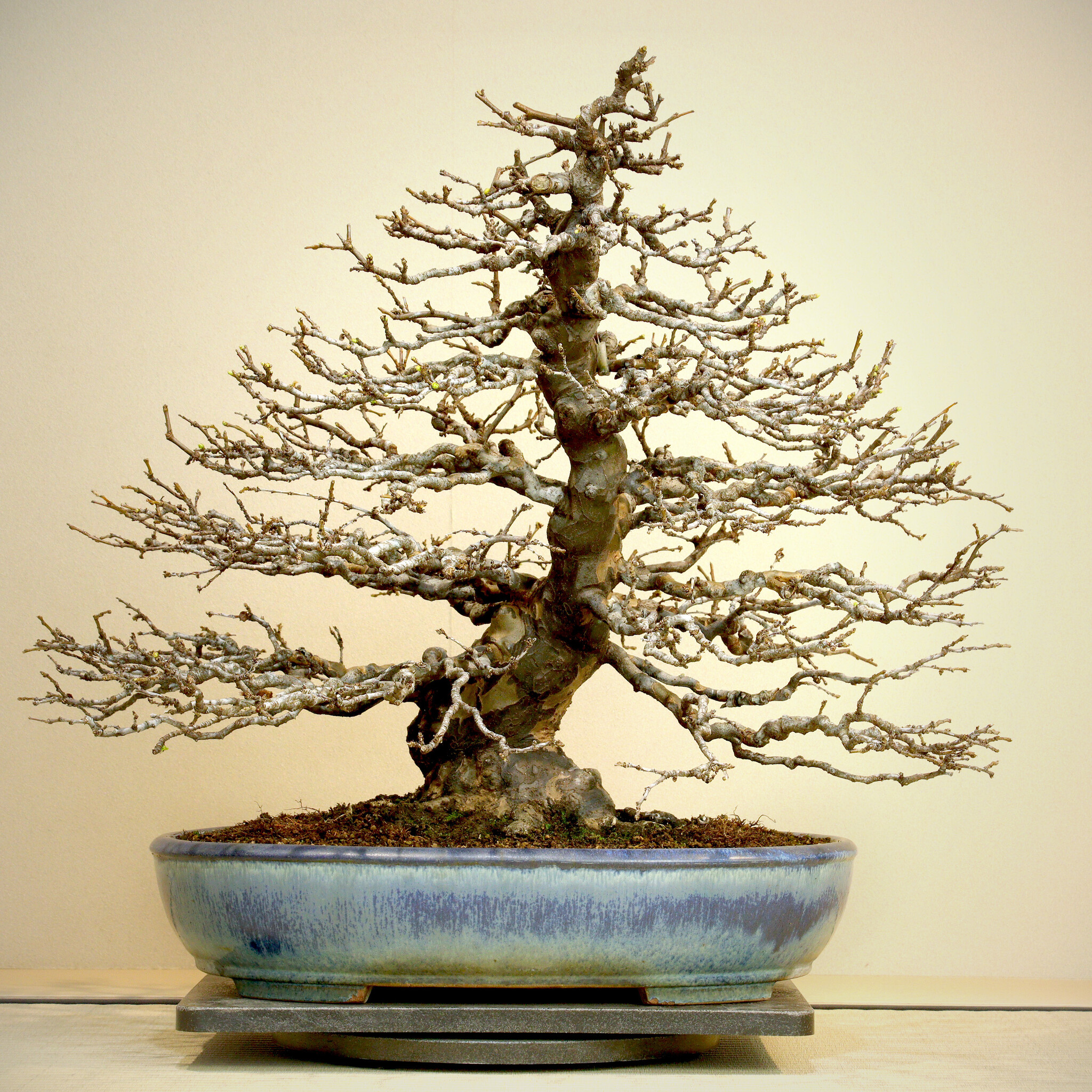 Pseudocydonia sinensis, 50 cm, ± 50 years old, exhibited in and known ...