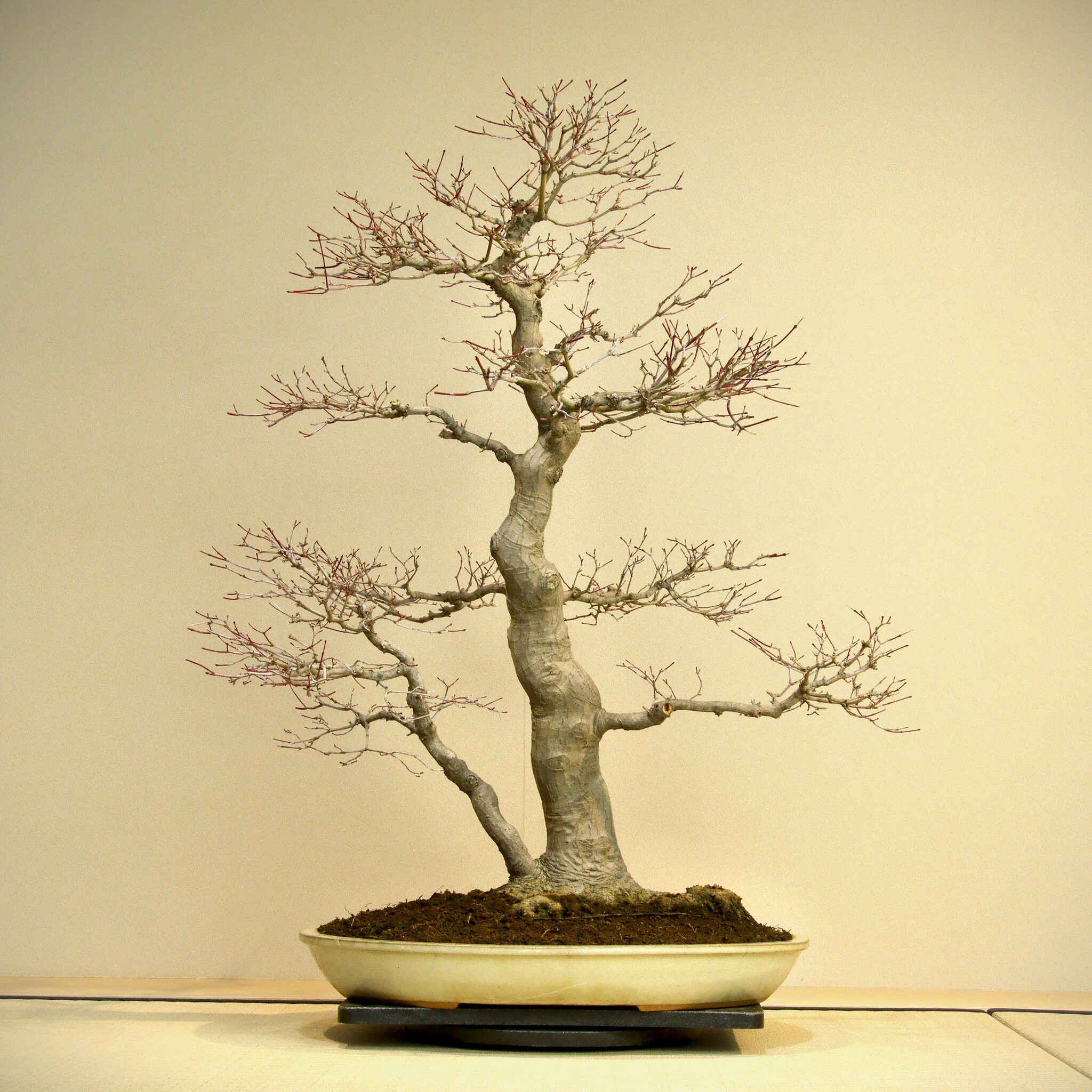 Acer palmatum, 80 cm, ± 45 años, con un nebari de 35 cm - Bonsai Plaza