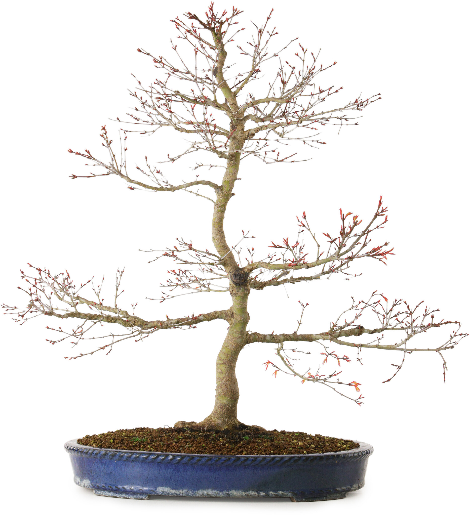 Acer palmatum, 67 cm, ± 15 years old, with a nebari of 14 cm - Bonsai Plaza