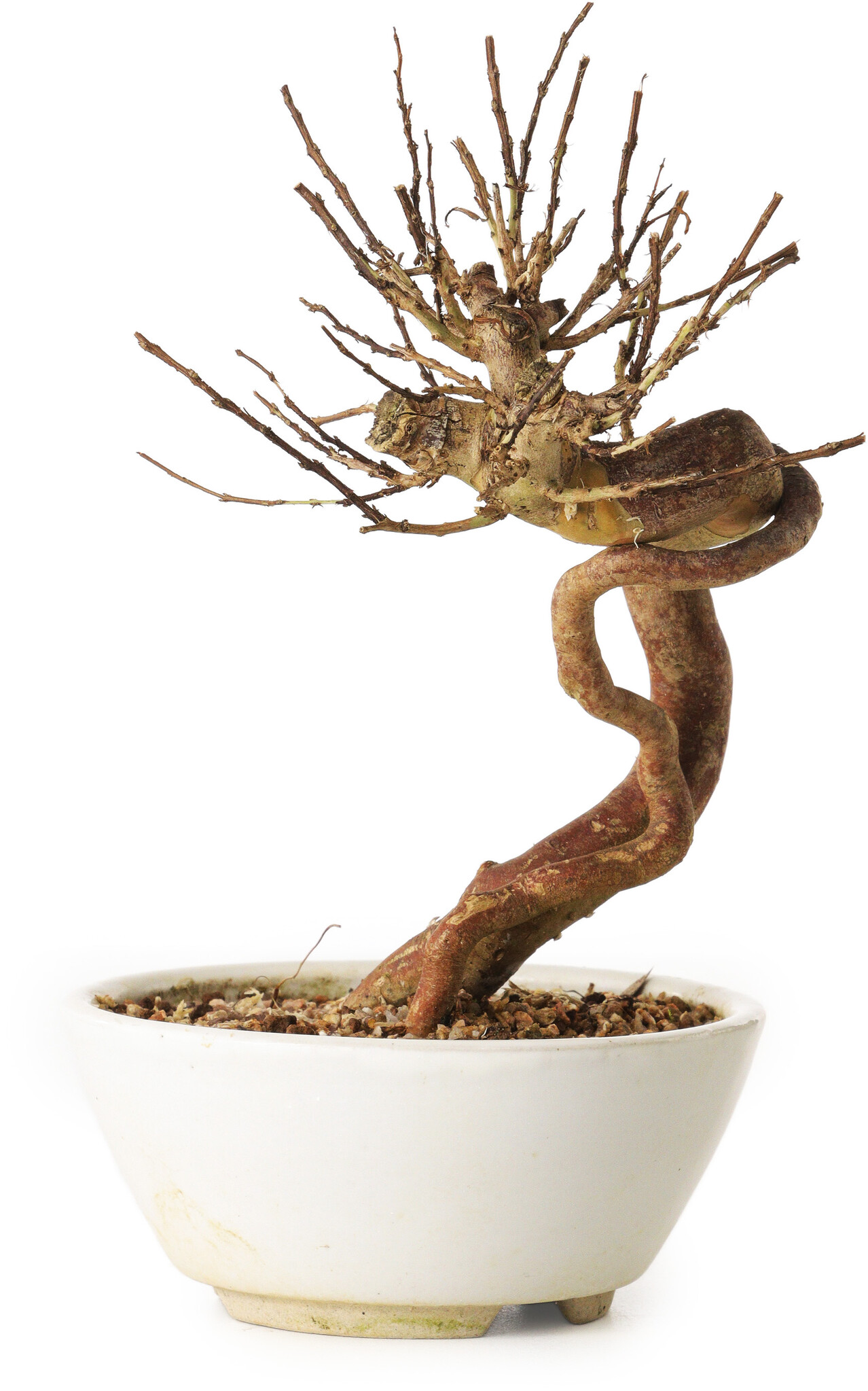 Lagerstroemia indica, 18 cm, ± 12 years old - Bonsai Plaza