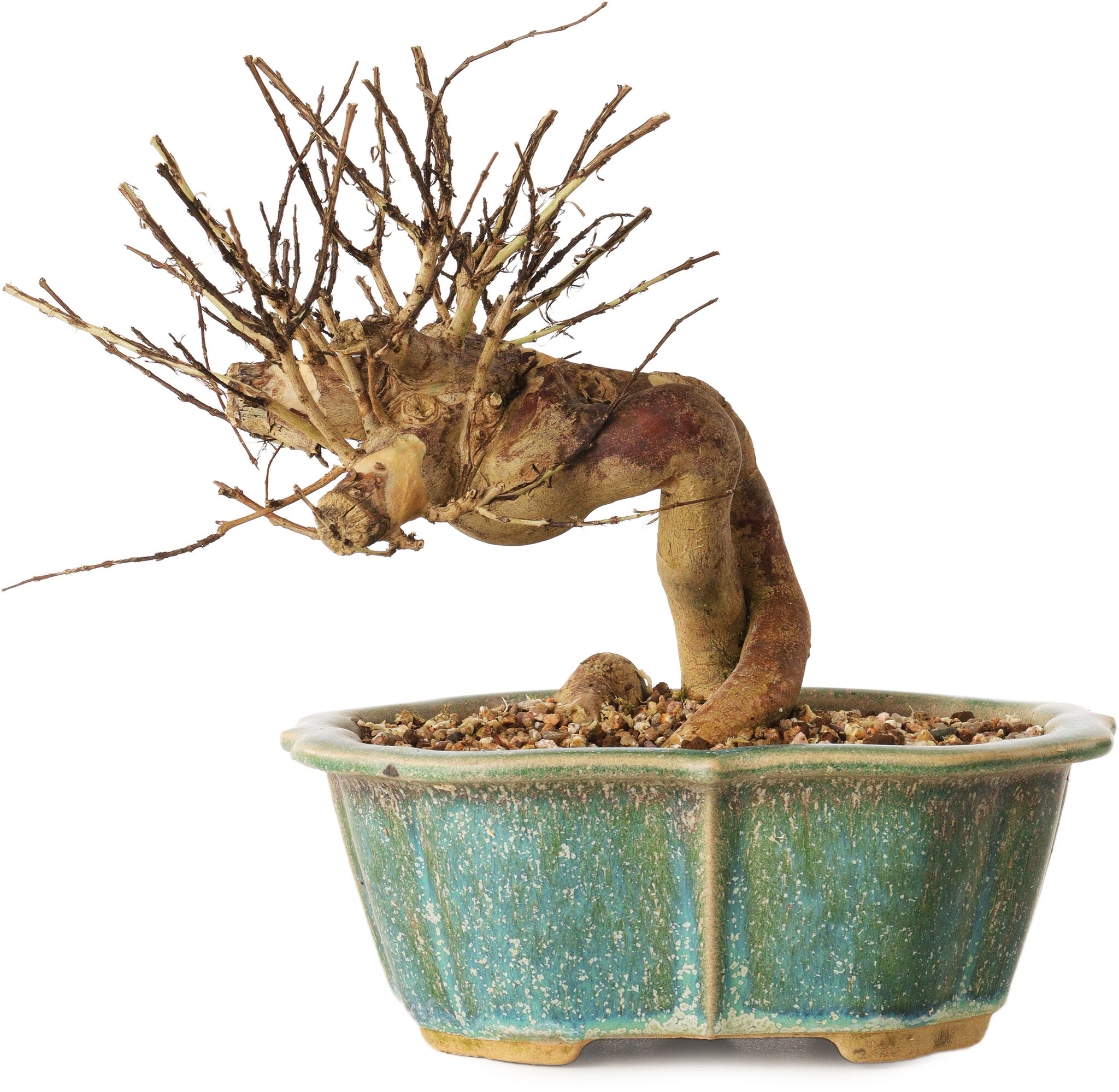 Lagerstroemia indica, 15,5 cm, ± 12 years old - Bonsai Plaza