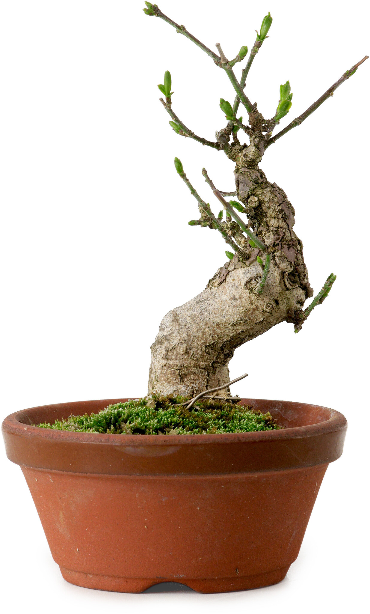 Euonymus sieboldianus, 13 cm, ± 12 ans, avec un nebari de 4,5 cm ...