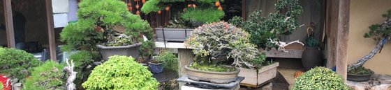 Bonsai Plaza, der Webshop für all Ihre Bonsai und Bonsai-Artikel ...
