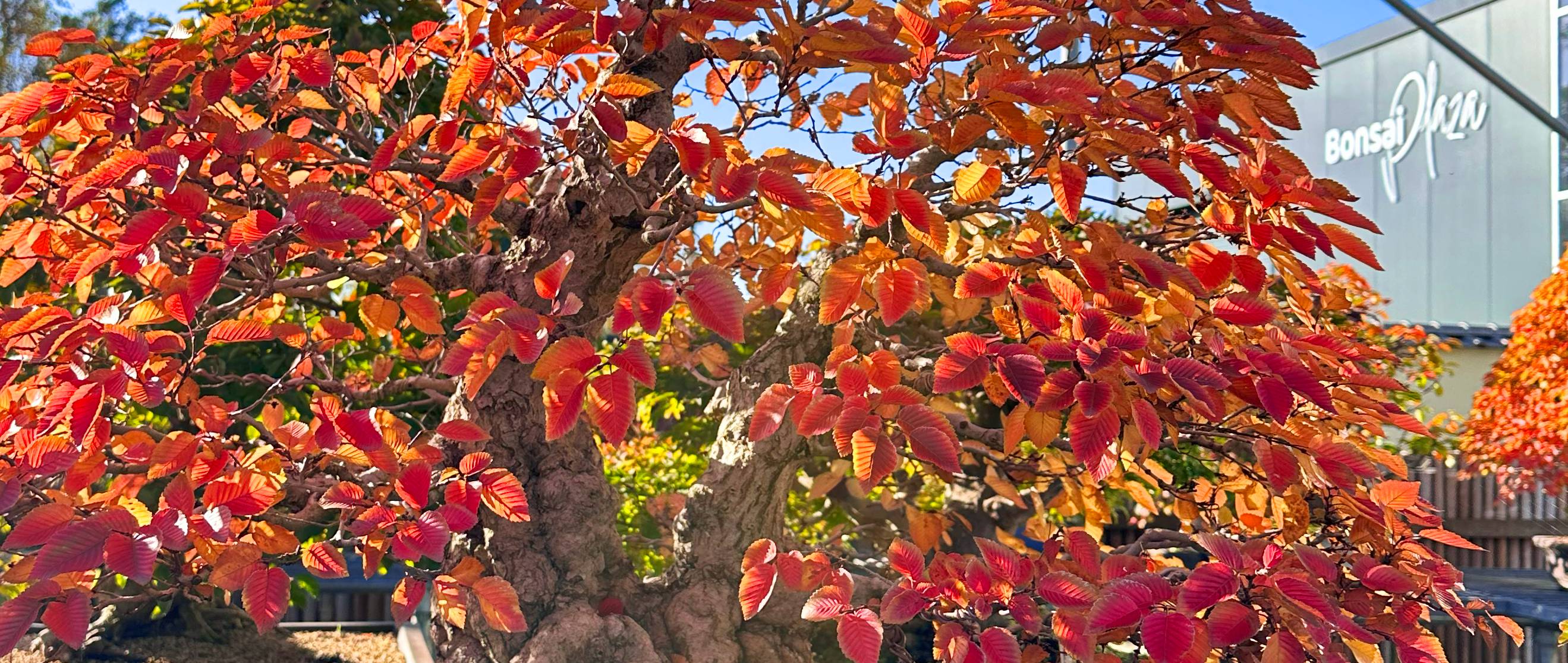 Bonsai Plaza, der Webshop für all Ihre Bonsai und Bonsai-Artikel ...
