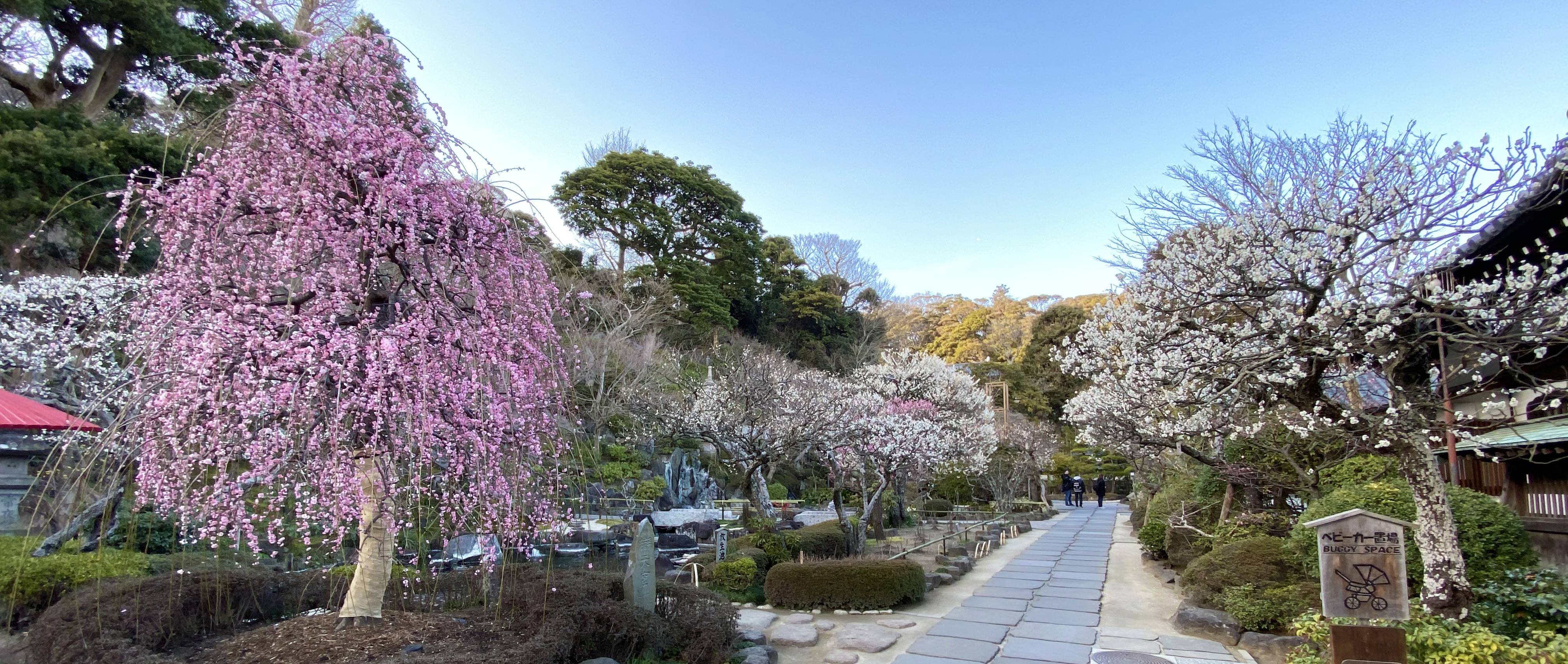 Bonsai Plaza, der Webshop für all Ihre Bonsai und Bonsai-Artikel ...
