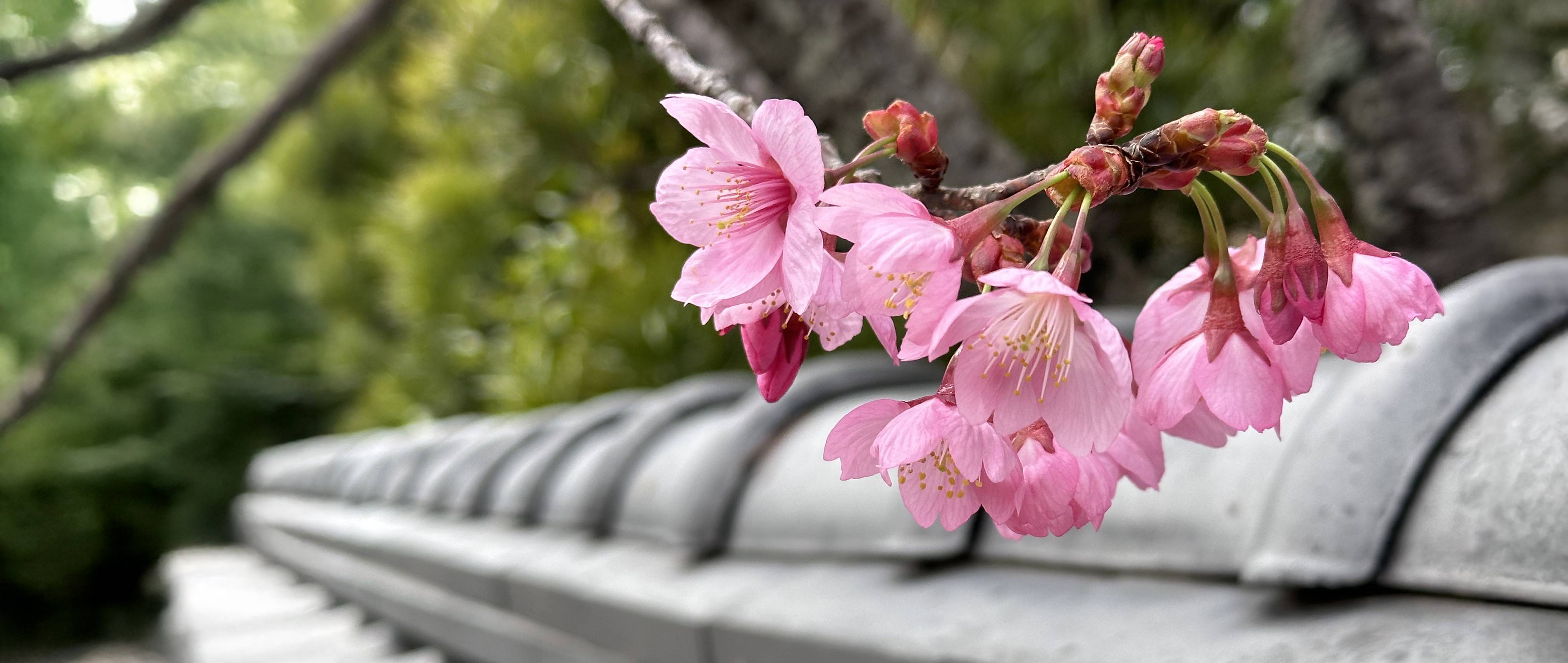 Bonsai Plaza, the webshop for all your bonsai and bonsai supplies ...