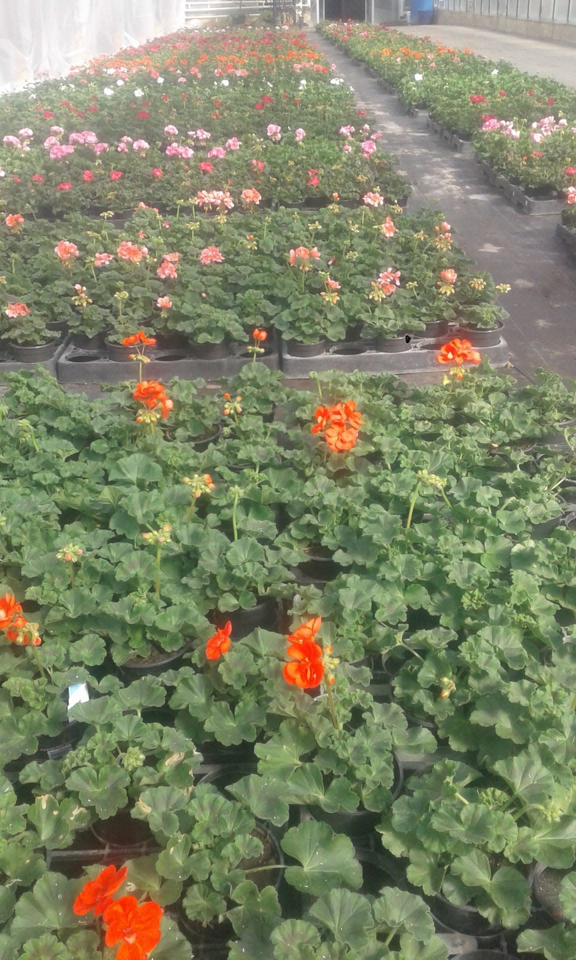 Geranium kleur oranjerood - Atelier Bloem