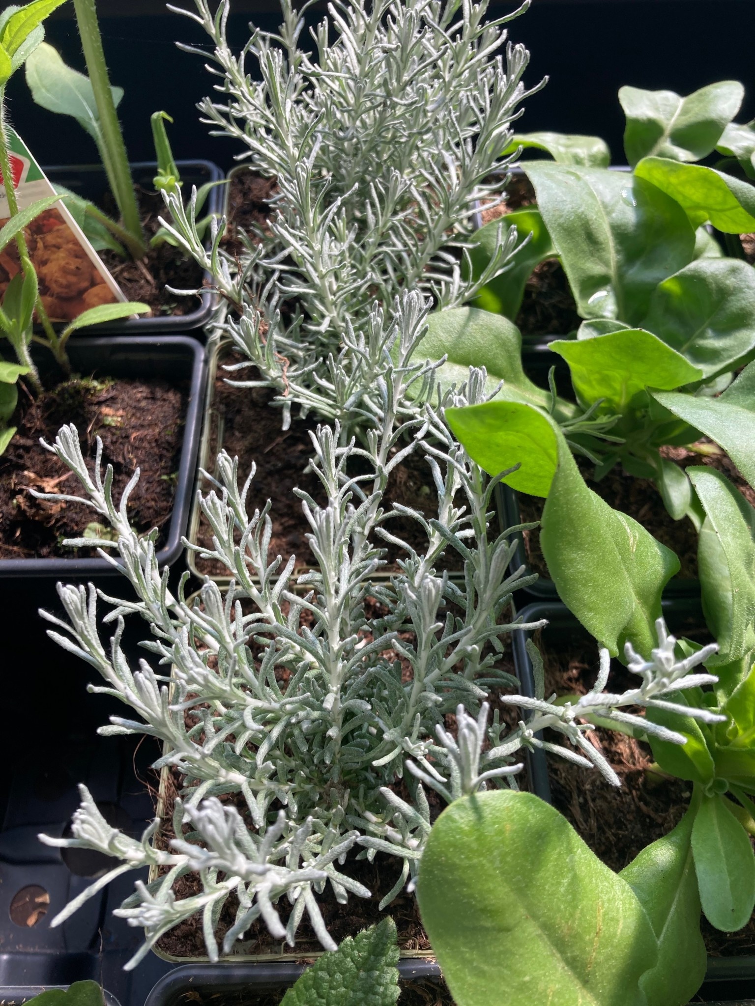 Kerryplant - Atelier Bloem