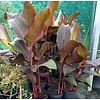 Canna musafolia Rubrum - Banana canna - Palma Verde Exoten V.O.F.