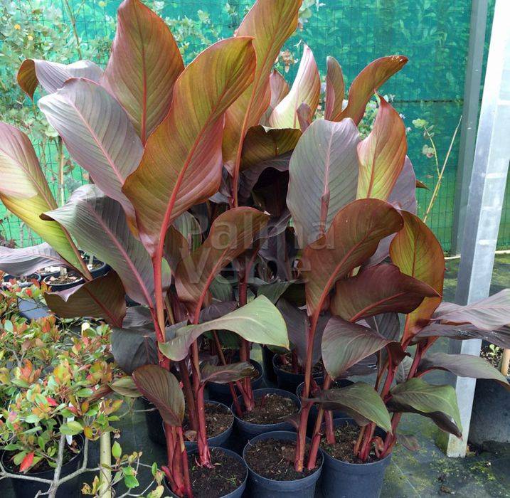 Canna musafolia Rubrum - Banana canna - Palma Verde Exoten V.O.F.