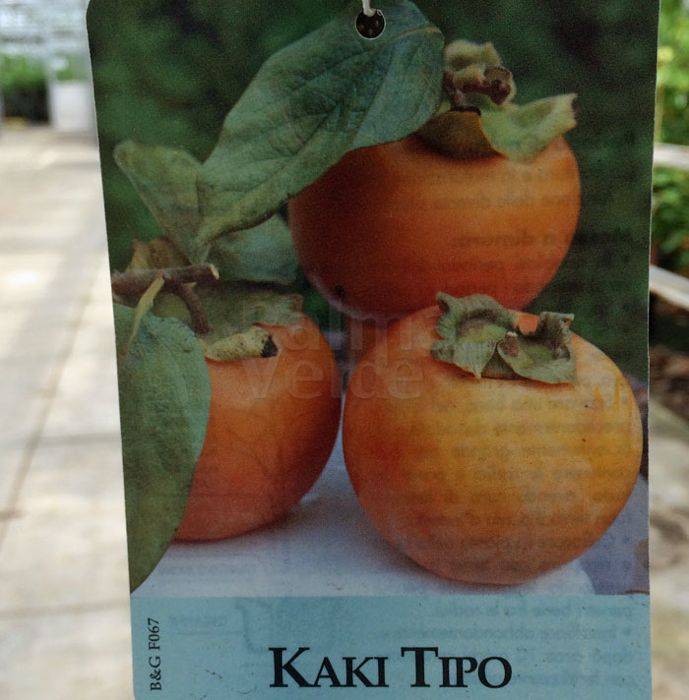 Diospyros kaki - Kakiboom - Sharonfruit - Palma Verde Exoten V.O.F.