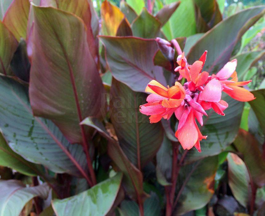 Canna musafolia Rubrum - Banana canna - Palma Verde Exoten V.O.F.