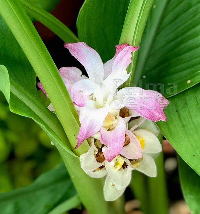 Curcuma longa - Kurkuma - Koenjit - Palma Verde Exoten V.O.F.
