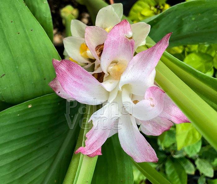 Curcuma longa - Turmeric - Koenjit - Palma Verde Exoten