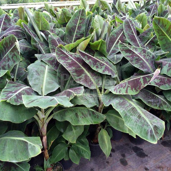 Musa acuminata Dwarf Cavendish - Palma Verde Exoten