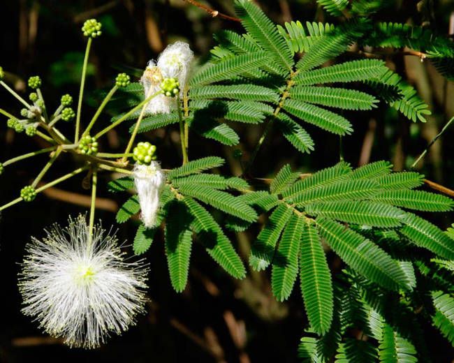 Calliandra portoricensis - Palma Verde Exoten