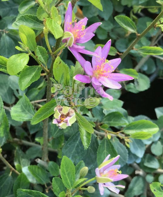 Grewia occidentalis - Lavender Star - Crossberry - Palma Verde Exoten V ...