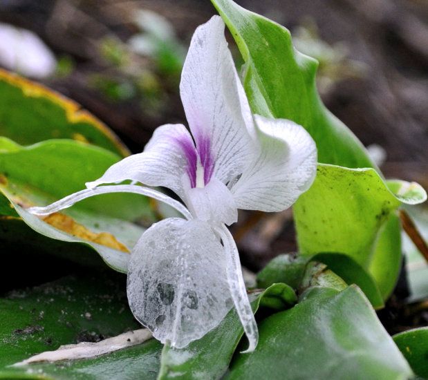 Kaempferia galanga - Kentjoer - Kentjur - Kencur - Palma Verde Exoten