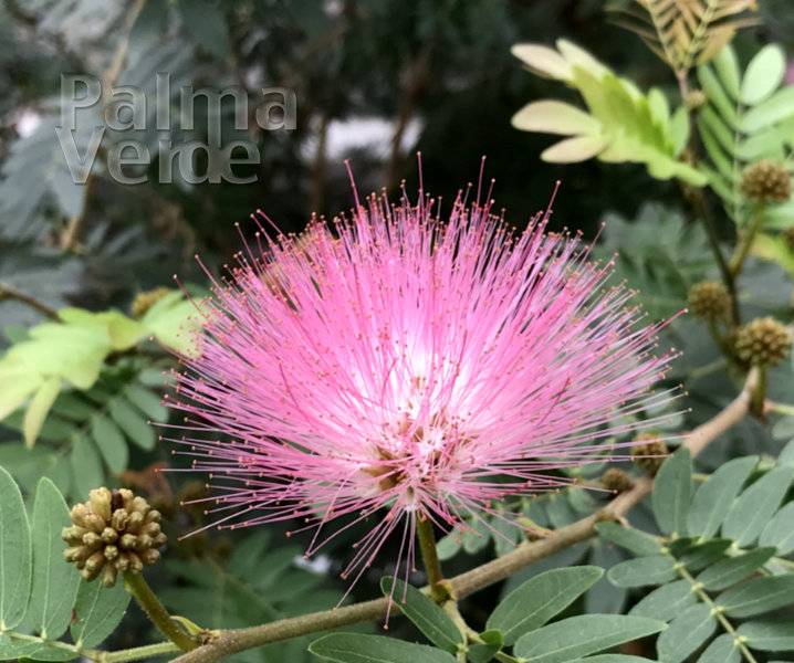 Calliandra haematocephala - Powderpuff - Palma Verde Exoten