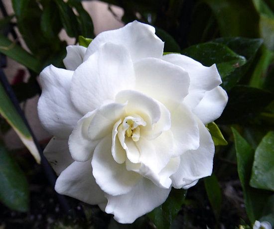 Gardenia jasminoides Grandiflora - Cape jasmine - Palma Verde Exoten