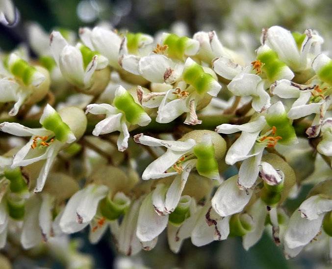 Maackia amurensis - Amur Maackia - Palma Verde Exoten